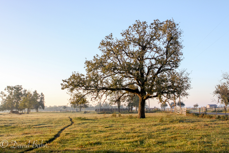 Withered Trees & Forgiveness of Sins – David Bahn – Reflections