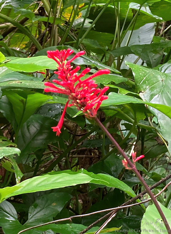 Don’t Miss Jesus’ Miraculous Touch | David Bahn - Reflections