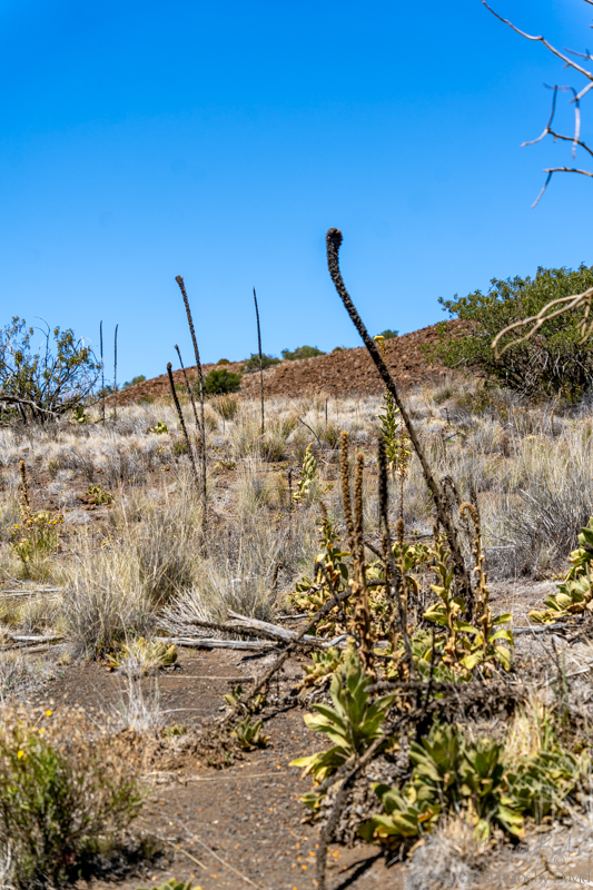 Easter Saturday: Ragman, by Walter Wangerin | David Bahn - Reflections